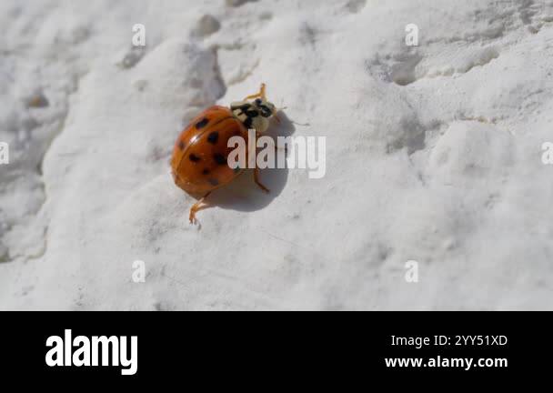 Asian lady beetle in macro shot on a white background. Orange Ladybug ...