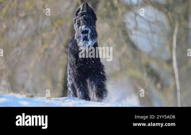 Schnauzer dog winter Stock Videos & Footage - HD and 4K Video Clips - Alamy