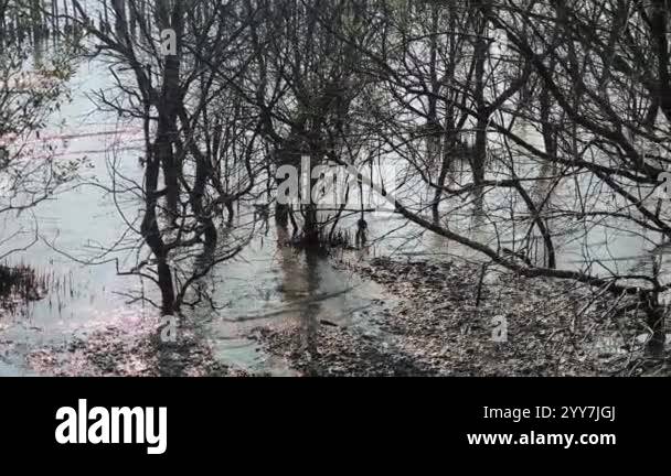 Mangrove roots. a tree or shrub that grows chiefly in tropical coastal ...