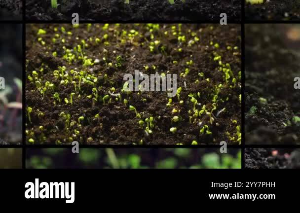 Video collage of botany and agricultural cultivation of plants ...
