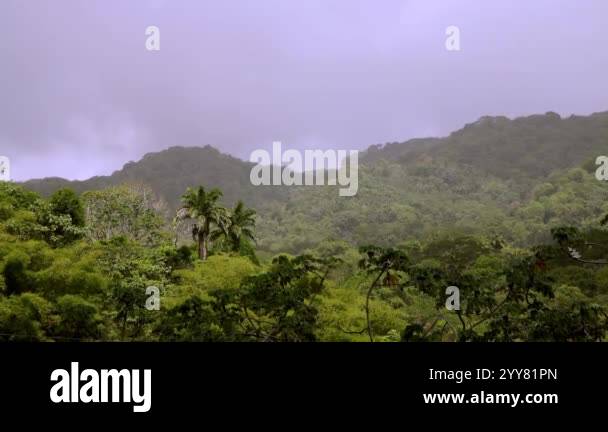 Trinidad and Tobago. A rainforest landscape in the Caribbean. High ...