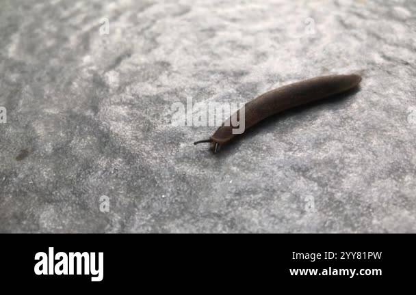 the worm on the ground, close - up. 4k video Stock Video Footage - Alamy