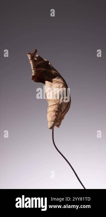 360 rotation of a single, artfully wavy autumn leaf that emphasises the ...