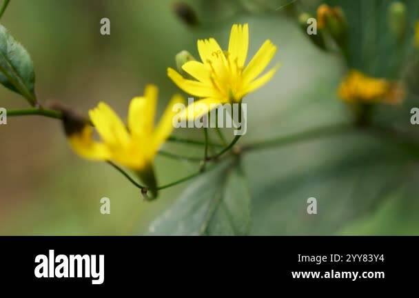 Beautiful yellow wildflowers bloom in a lush green environment in 4k ...