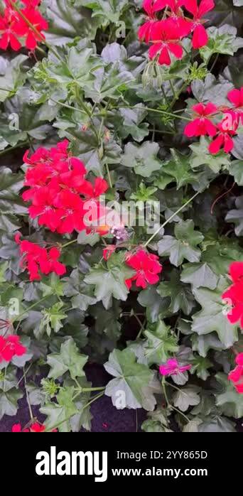 Stunning macro video of a hawk moth in flight. This mesmerizing footage ...