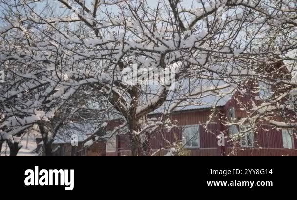 Snow-covered branches shed their melting snow as sunlight filters ...