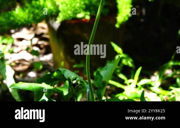 Camera tilting up scene of blooming red Gerbera flower on green foliage ...