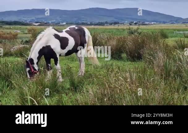 Brown and white horse in an field in county Donegal, Ireland Stock ...