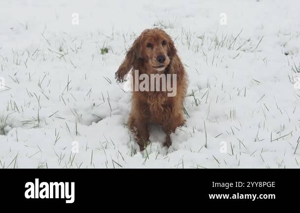 Happy cocker spaniel dog in the snow slow motion Stock Video Footage ...