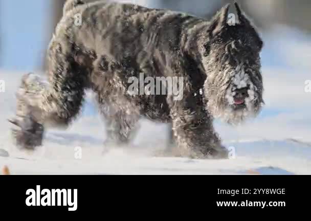 Black schnauzer running in snowy field, playful and adorable in slow ...