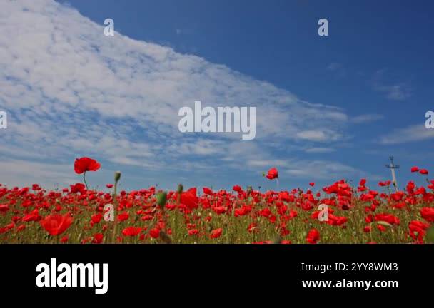 4K slow motion of a poppy field with vibrant red flowers and a clear ...