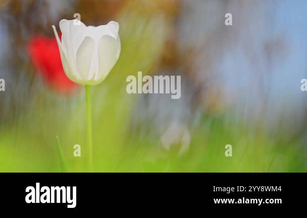 Elegant white tulip opening in a vibrant spring garden, detailed in 4K ...