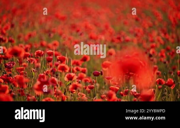 Stunning 4K slow-motion of red poppies swaying in the breeze, capturing ...