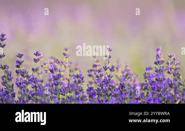 Lush lavender in focus with a green natural backdrop, filmed in ...