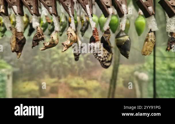 Kyiv, Ukraine - November 03, 2024: Butterfly pupae hung in rows in a ...