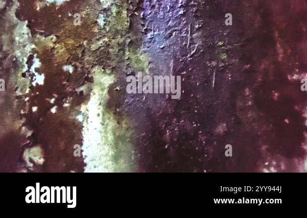 The wall surface is damp and mossy with a rough texture. The color of ...