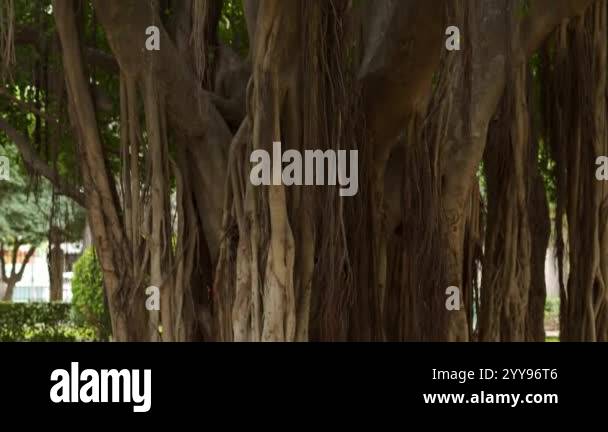 Entering under the expansive canopy of a giant banyan tree reveals its ...