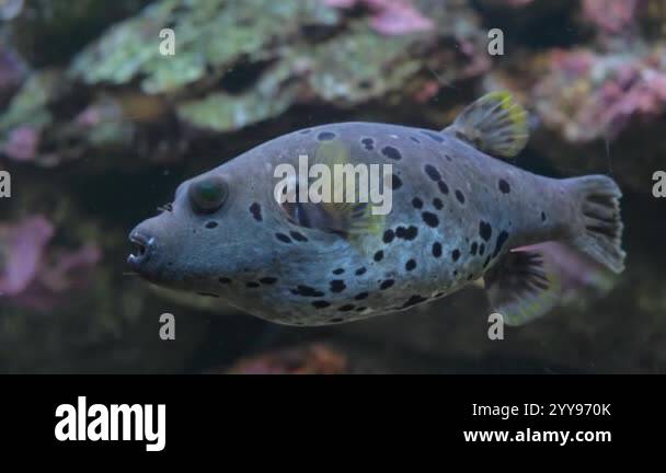 Gray tropical fish swims against the background of the ocean floor ...