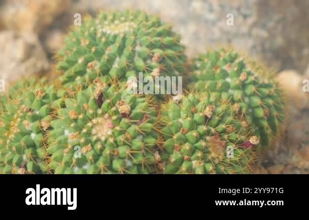 Small prickly green cacti close up outdoors. Tropical plants in ...