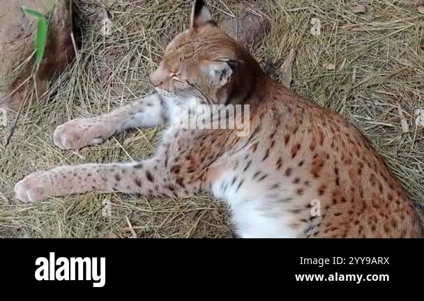 a big Lynx with dots rest on the grassland in the zoo Stock Video ...