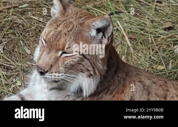 Lynx rufus Stock Videos & Footage - HD and 4K Video Clips - Alamy