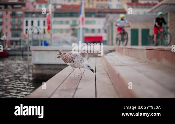 Close up of a seagull eating on a ledge with a blurred view of a ...