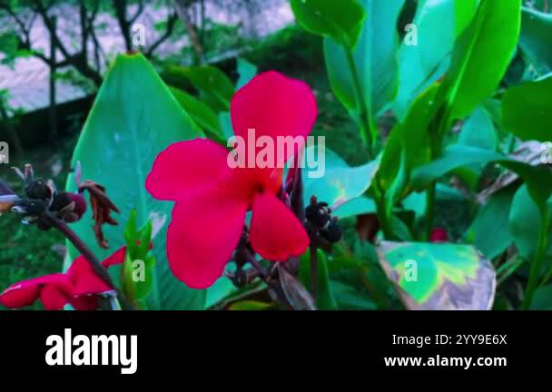 Canna indica: Indian Shot, Edible Canna, and More A Versatile Plant in ...