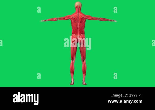 Muscular System, female, 4K animation. Camera rotation showing all the ...