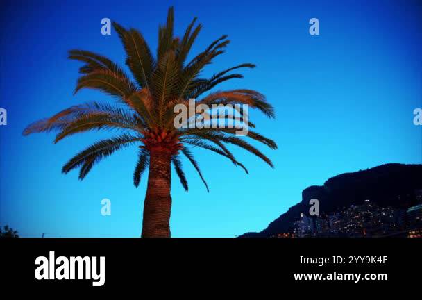 Low angle view of a palm tree with a background of Monaco in the ...