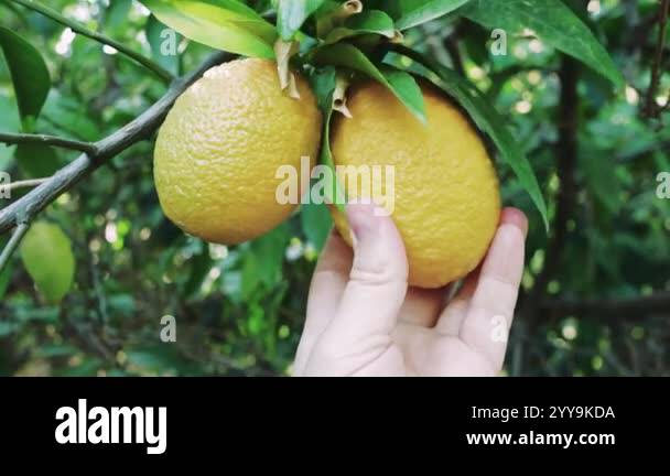 Farmer inspects a lemon for ripeness, gently rotating the fruit on its ...
