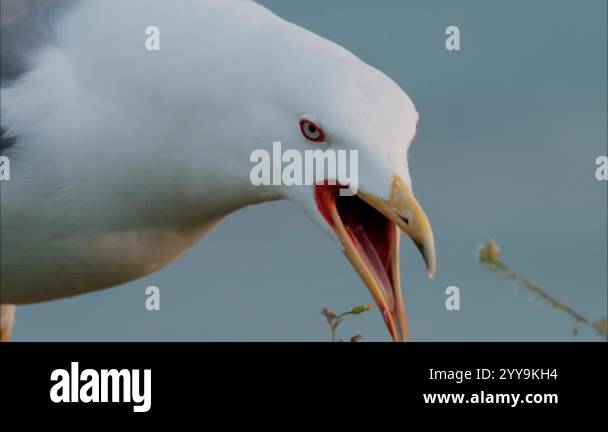 Close up of a seagull screaming at the beach with a blurry view of the ...