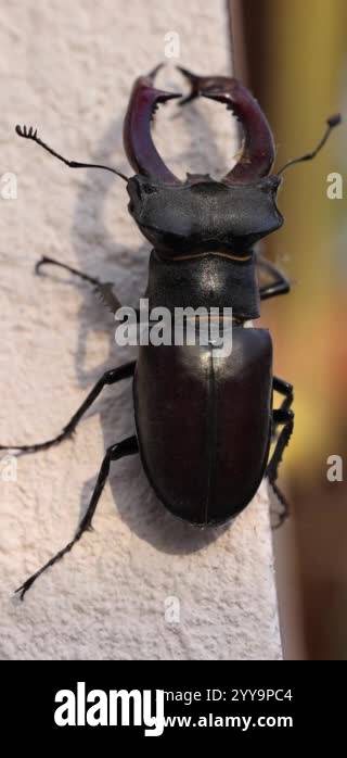 Stag beetle climbing vertically with impressive mandibles. Insect ...