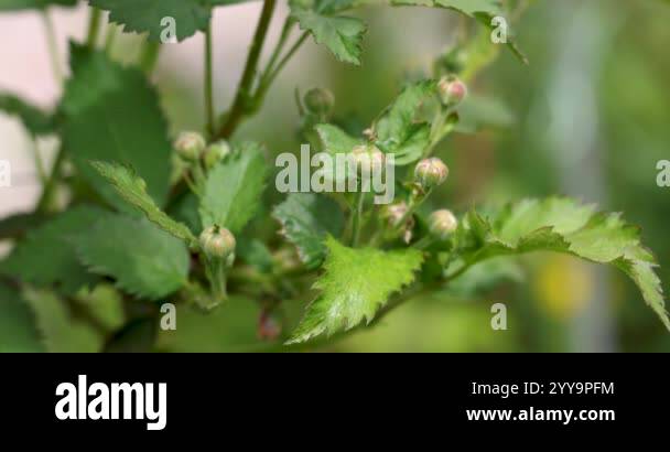 Emerging blackberry buds promise a fruitful harvest, showcasing the ...