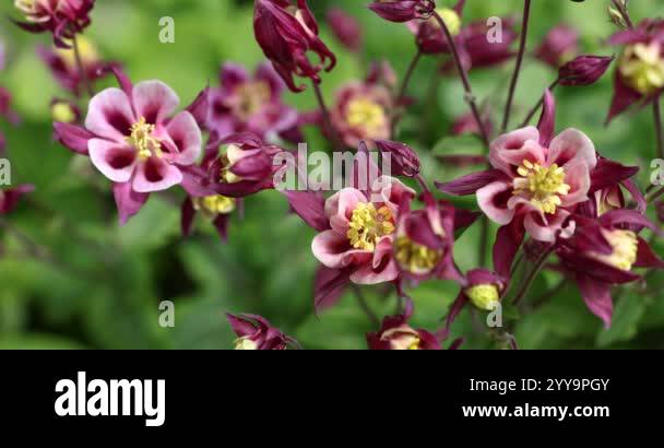 Close-up view of pink and burgundy columbine flowers gently swaying in ...
