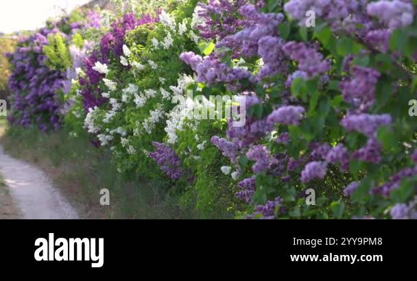 Lilac trail Stock Videos & Footage - HD and 4K Video Clips - Alamy