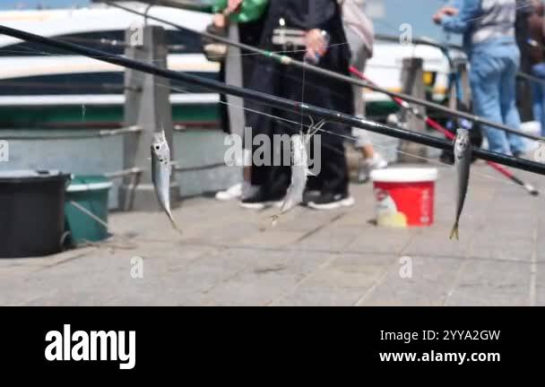 Two small fish suspended from a fishing rod on a sidewalk beside a road ...