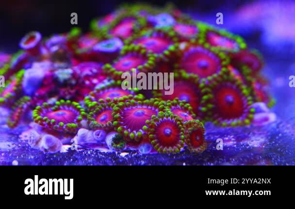 pink and green button polyp coral in laminar flow, zoanthus colony on ...
