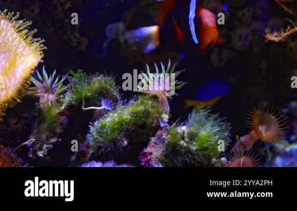 green majano anemone and Palythoa Brown Button polyp move tentacle in ...