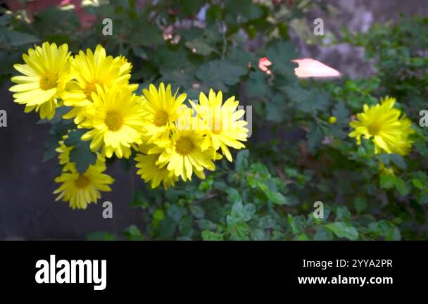 Witness the vibrant beauty of yellow chrysanthemums, commonly known as ...