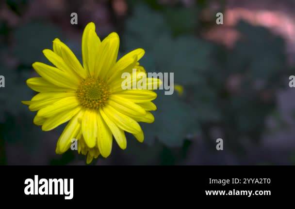 Witness the vibrant beauty of yellow chrysanthemums, commonly known as ...
