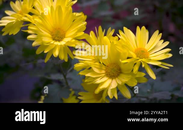 Witness the vibrant beauty of yellow chrysanthemums, commonly known as ...
