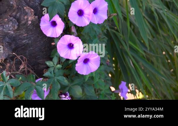 Admire the vibrant purple flowers of the wild vine Ipomoea cairica ...