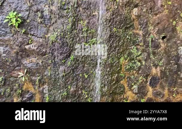 Water flow on the damp mossy wall Stock Video Footage - Alamy
