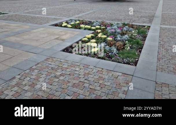 planting perennial flowers on a flowerbed in a city flowerbed on the ...