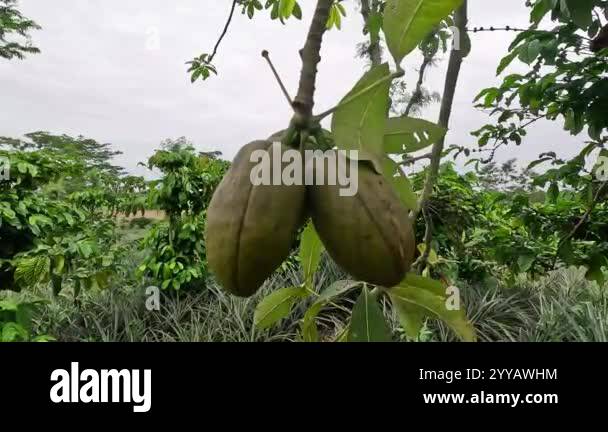 Pachira aquatica (Malabar chestnut, French peanut, Pumpo, Jelinjoche ...