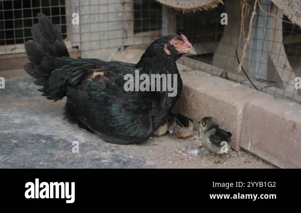 thai local chicken hen hatching her baby under body Stock Video Footage ...
