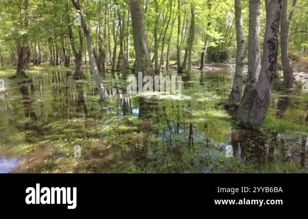 Trees with green leaves and aquatic plants, water daisies in the water ...