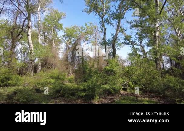 Green and dense trees in spring in a floodplain forest, Karacabey ...