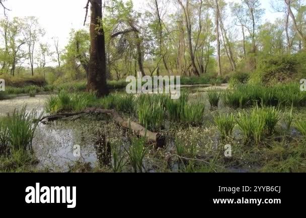 Trees with green leaves and aquatic plants, water daisies in the water ...