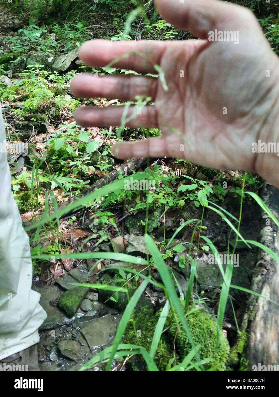drooping woodreed (Cinna latifolia), Plantae, Tompkins County, US-NY ...